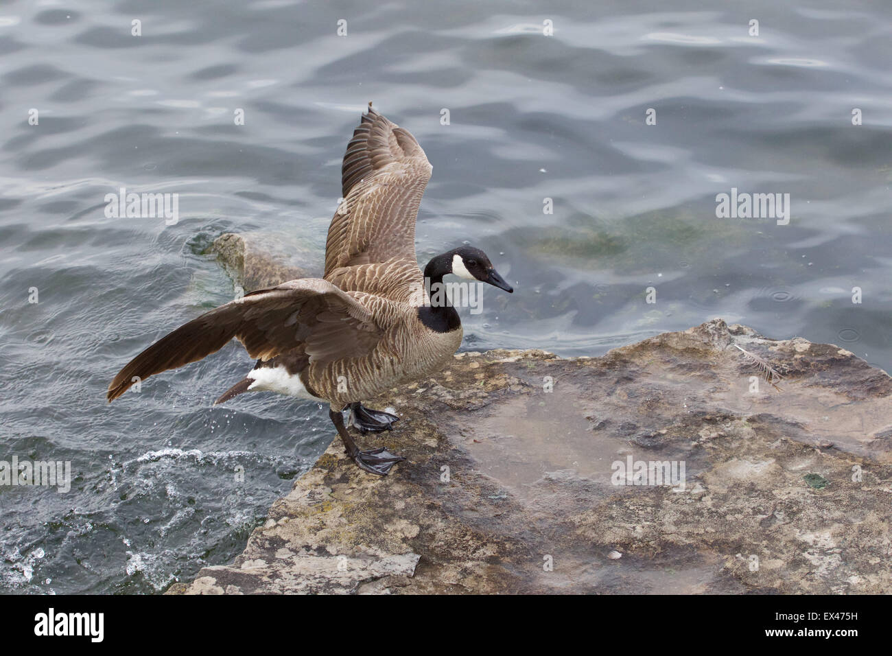 Goose jumping hi-res stock photography and images - Alamy