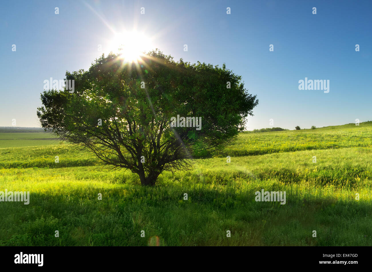 Spring meadow green tree hi-res stock photography and images - Alamy