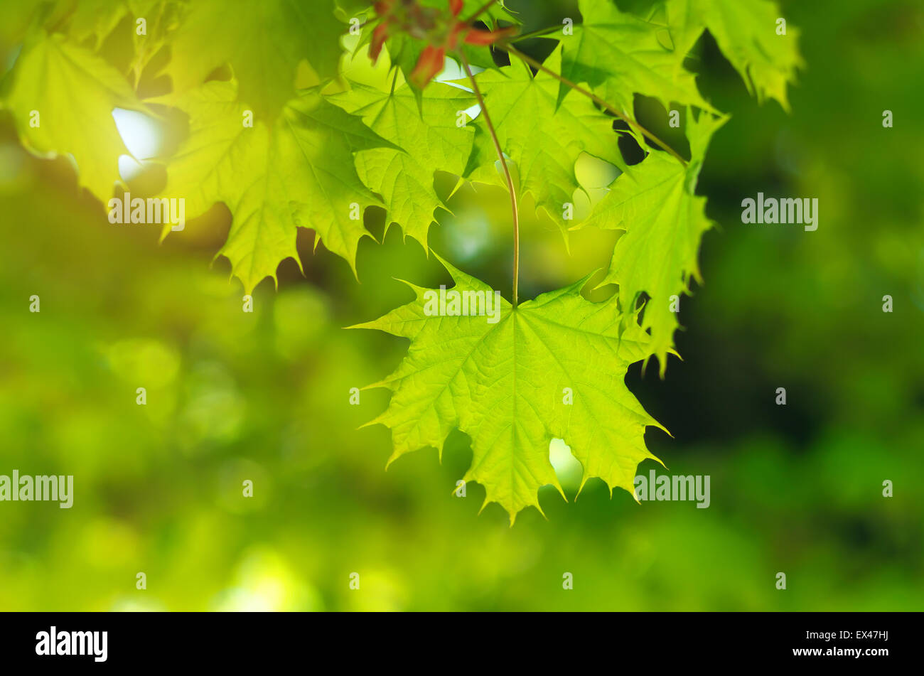 Spring leaf. Composition of nature Stock Photo - Alamy
