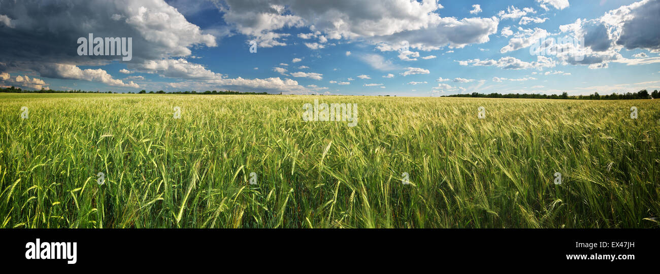 Panorama meadow of wheat. Nature composition Stock Photo - Alamy