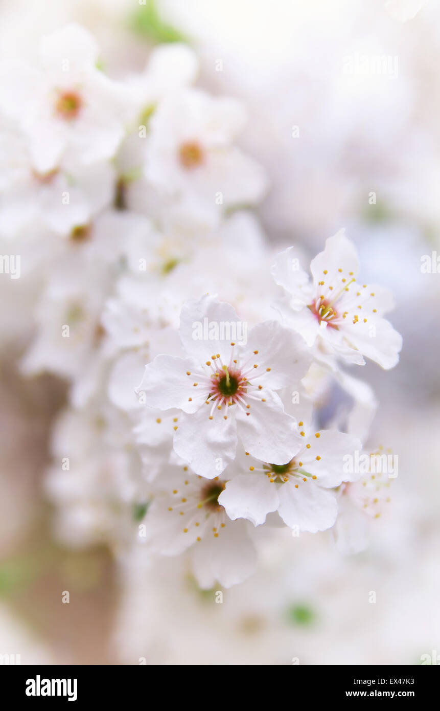 Flower of spring white tree. Nature composition Stock Photo - Alamy