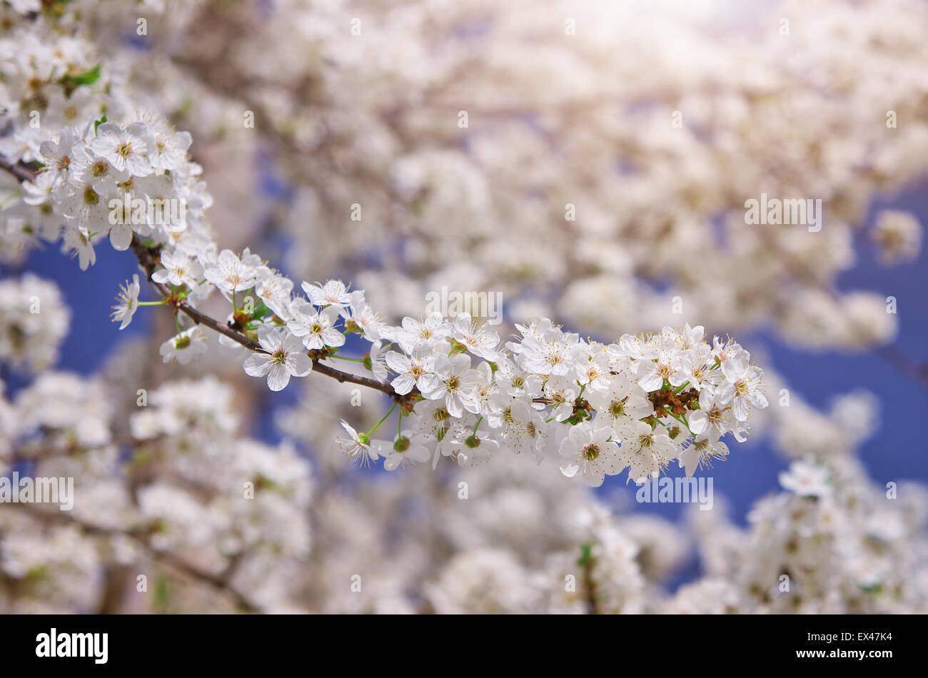 Branch of spring white tree. Nature composition Stock Photo - Alamy