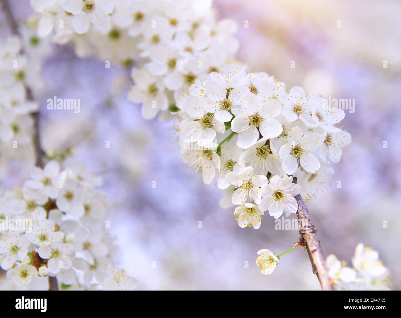 Branch of spring white tree. Nature composition Stock Photo - Alamy