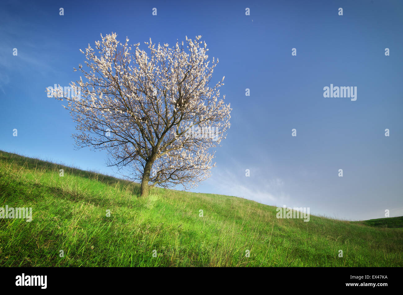 Spring tree in green meadow. Nature composition Stock Photo - Alamy