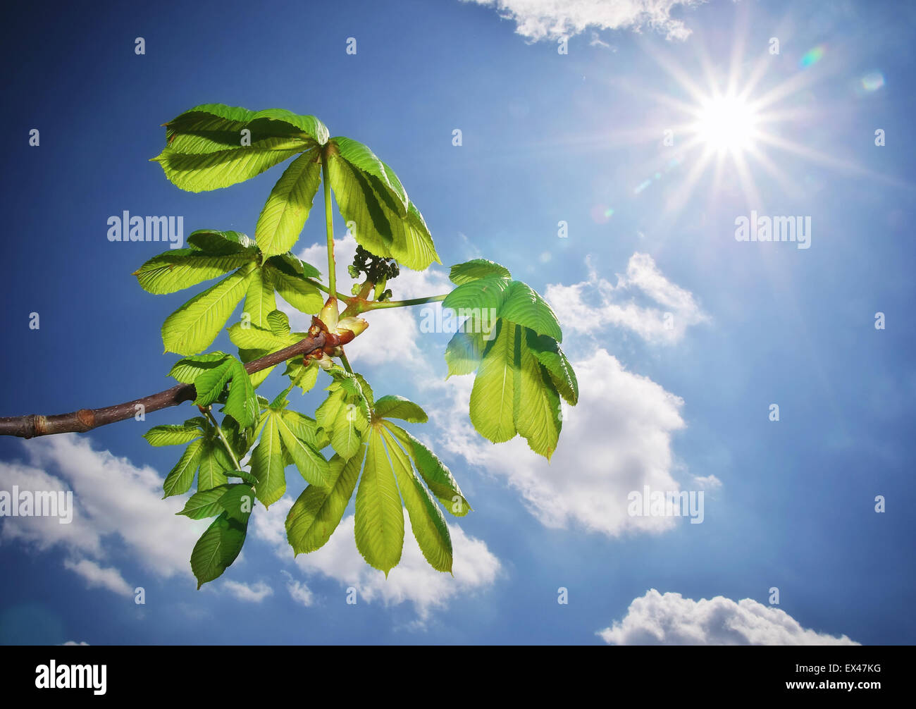 Chestnut tree grove hi-res stock photography and images - Alamy