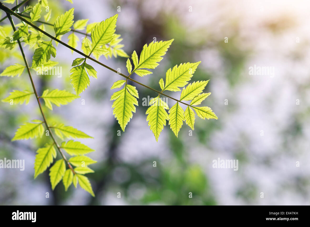 Spring leaf. Composition of nature Stock Photo - Alamy