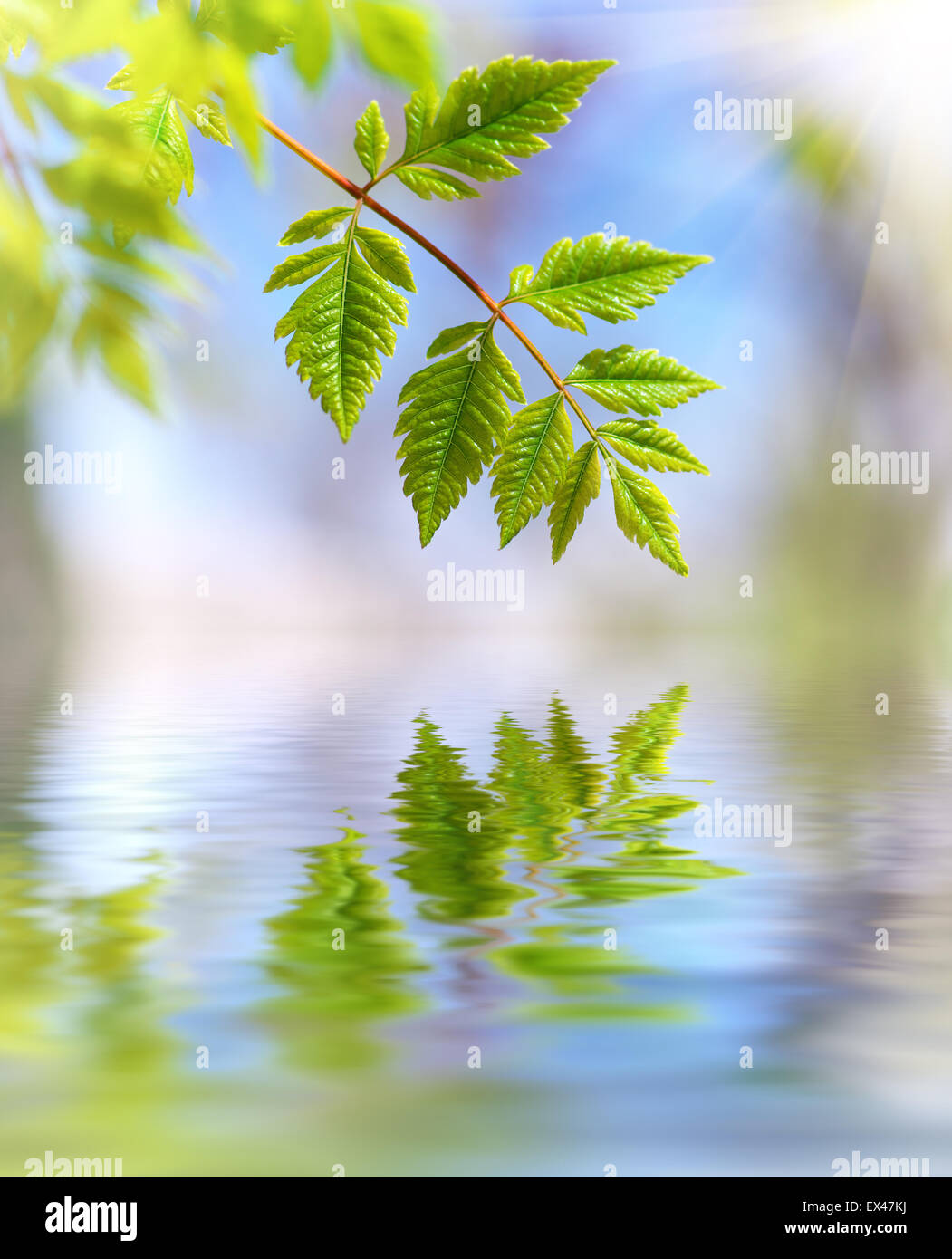 Spring leafs. Composition of nature Stock Photo - Alamy