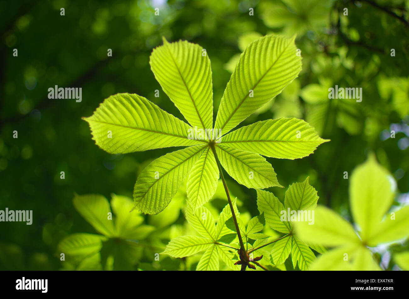Spring leaf of chestnut. Nature composition Stock Photo - Alamy