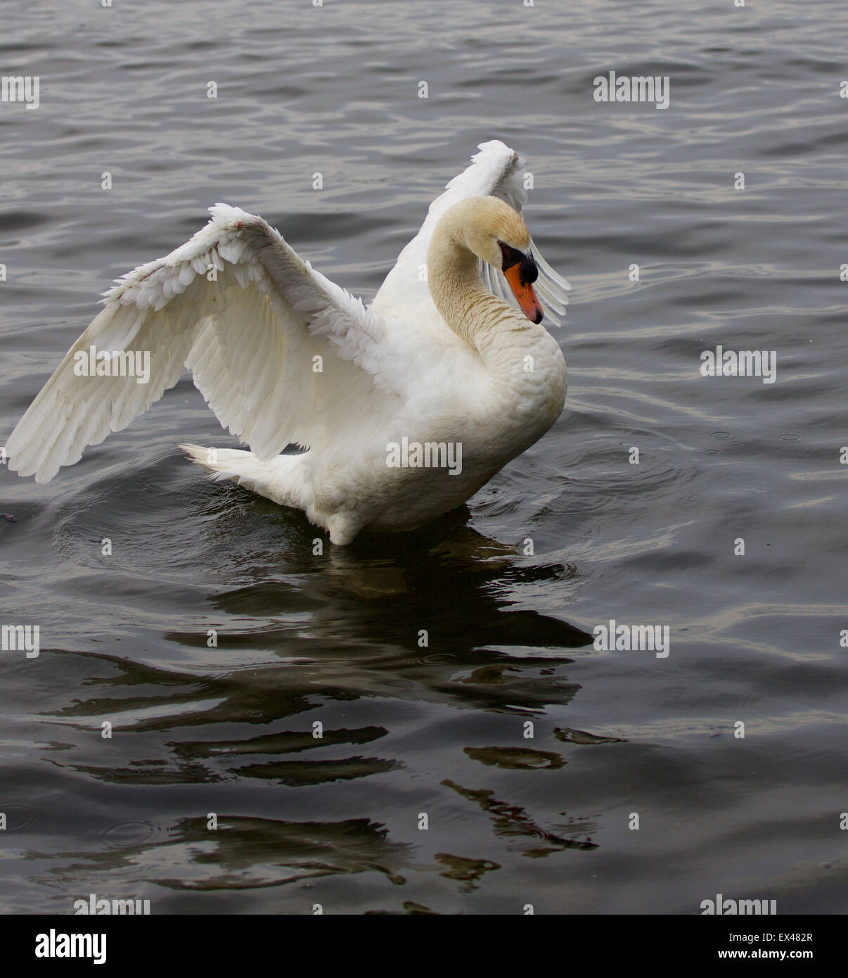 Strong confident mute swan with his powerful wings is swimming in the ...