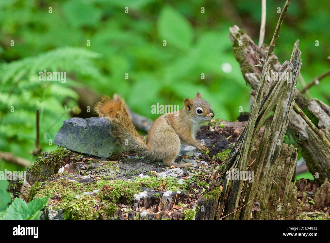 The cutest little squirrel is sitting on the stub in the forest Stock ...