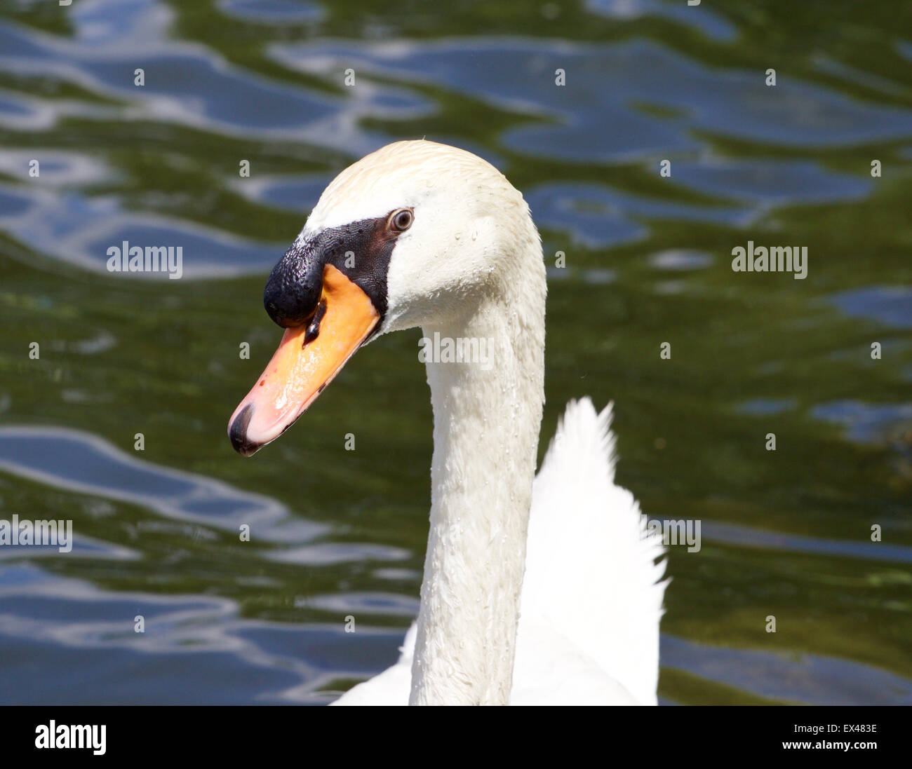 Swan funny hi-res stock photography and images - Alamy