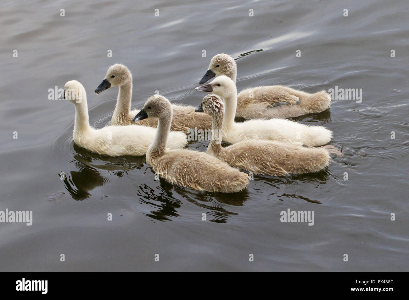 Six Swans Are Swimming High Resolution Stock Photography and Images - Alamy