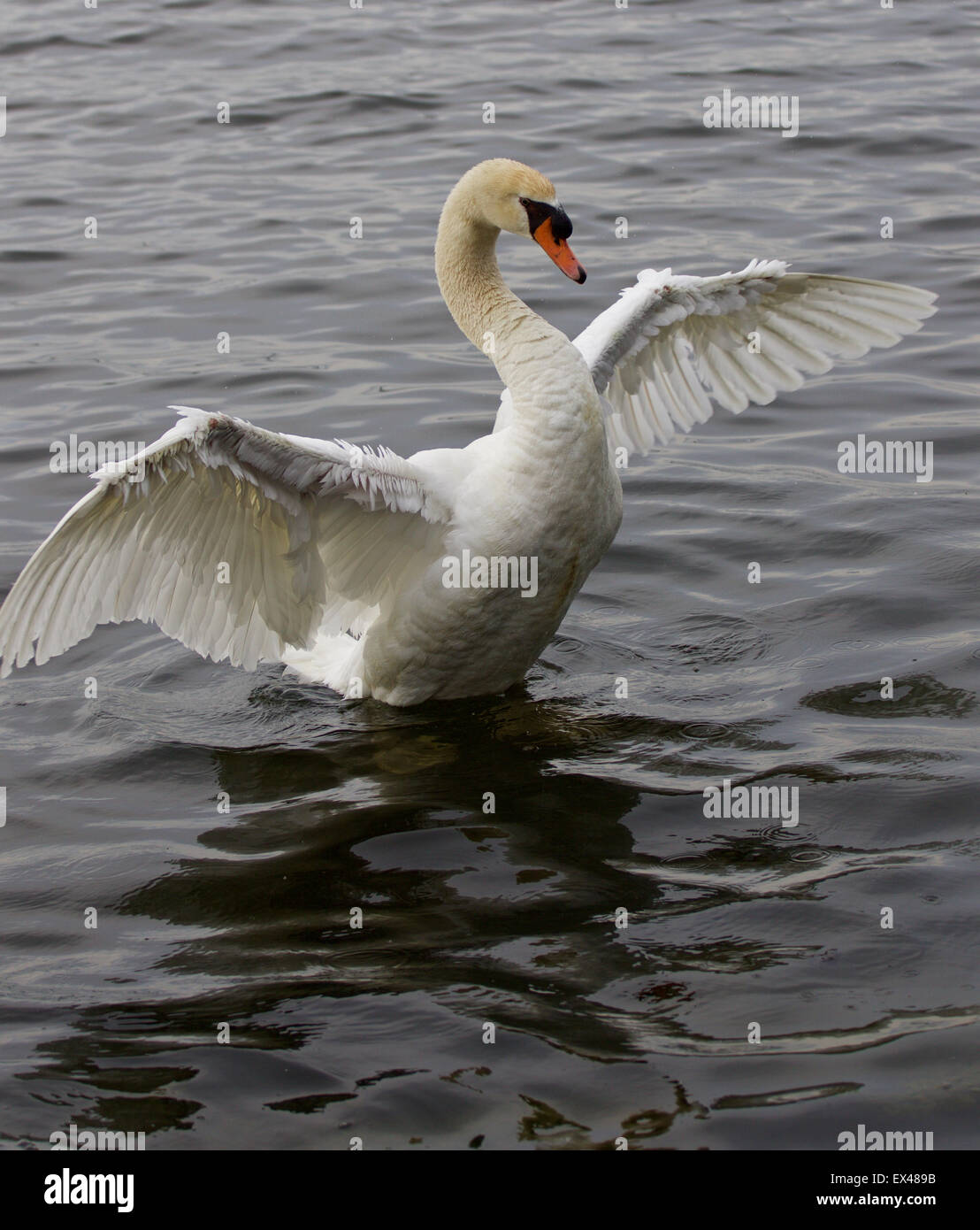 White swan spreads wings hi-res stock photography and images - Alamy