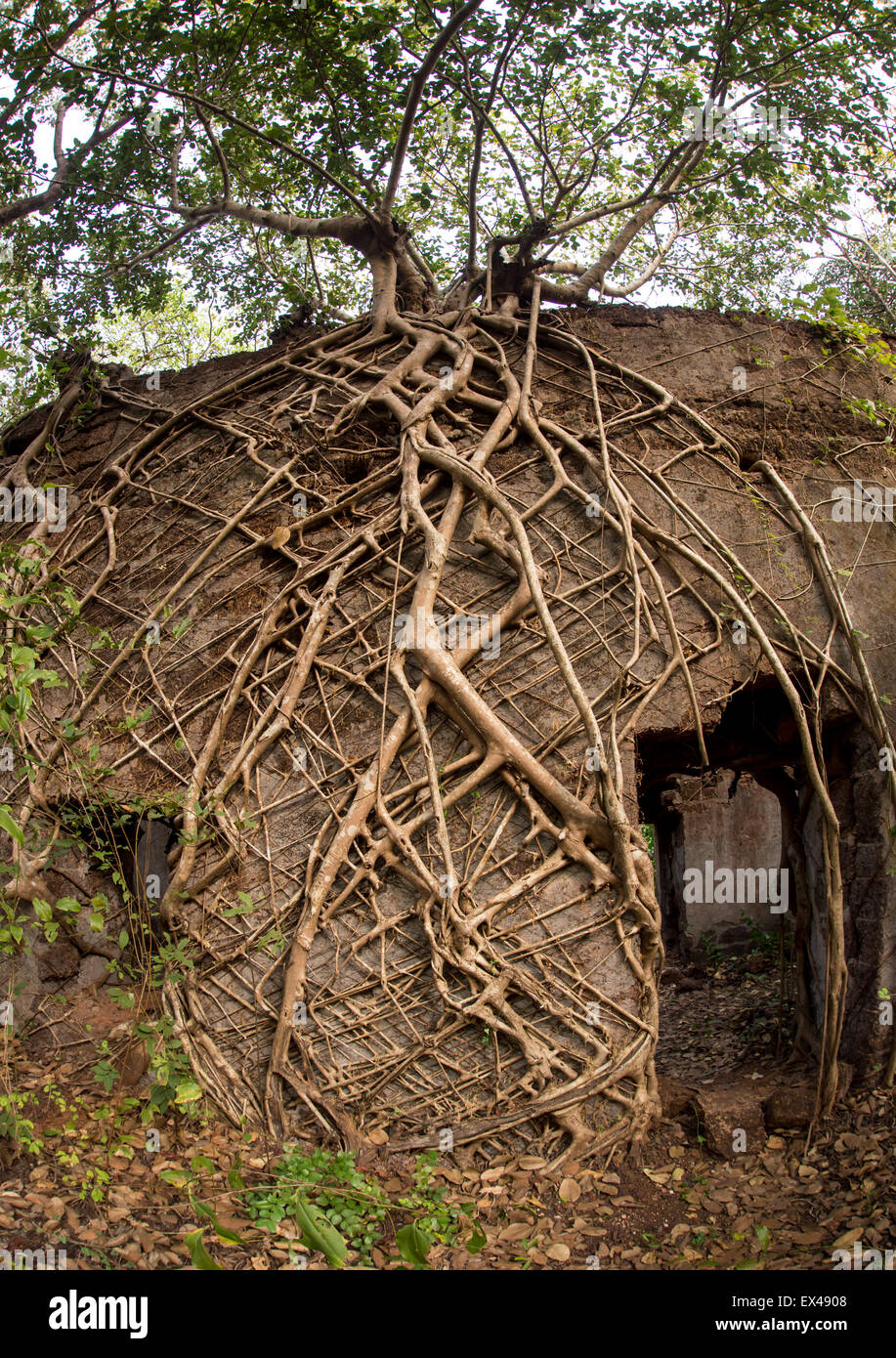 temple with giant banyan tree at sunset Stock Photo - Alamy
