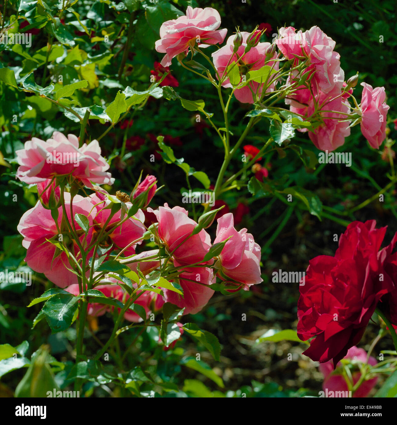 Floribunda rose Fascination Stock Photo - Alamy