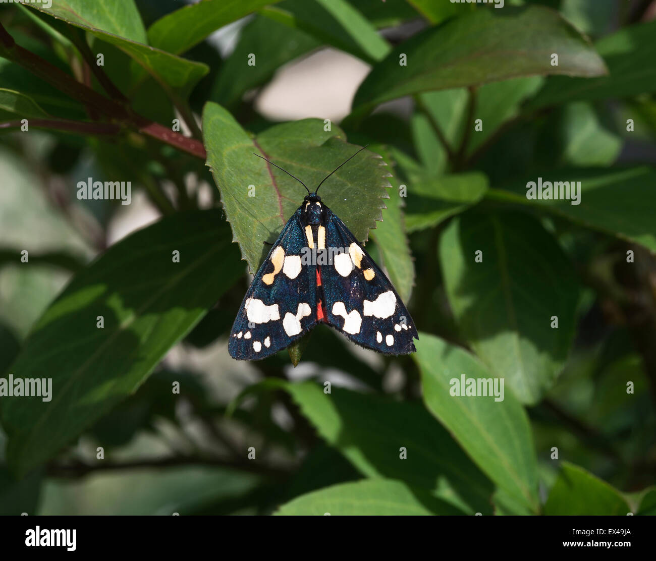 Scarlet tiger moth insect basking hi-res stock photography and images ...