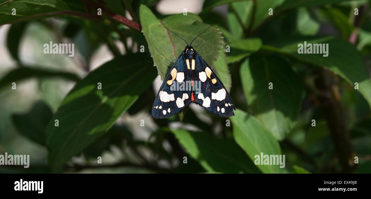 Scarlet tiger moth insect basking hi-res stock photography and images ...