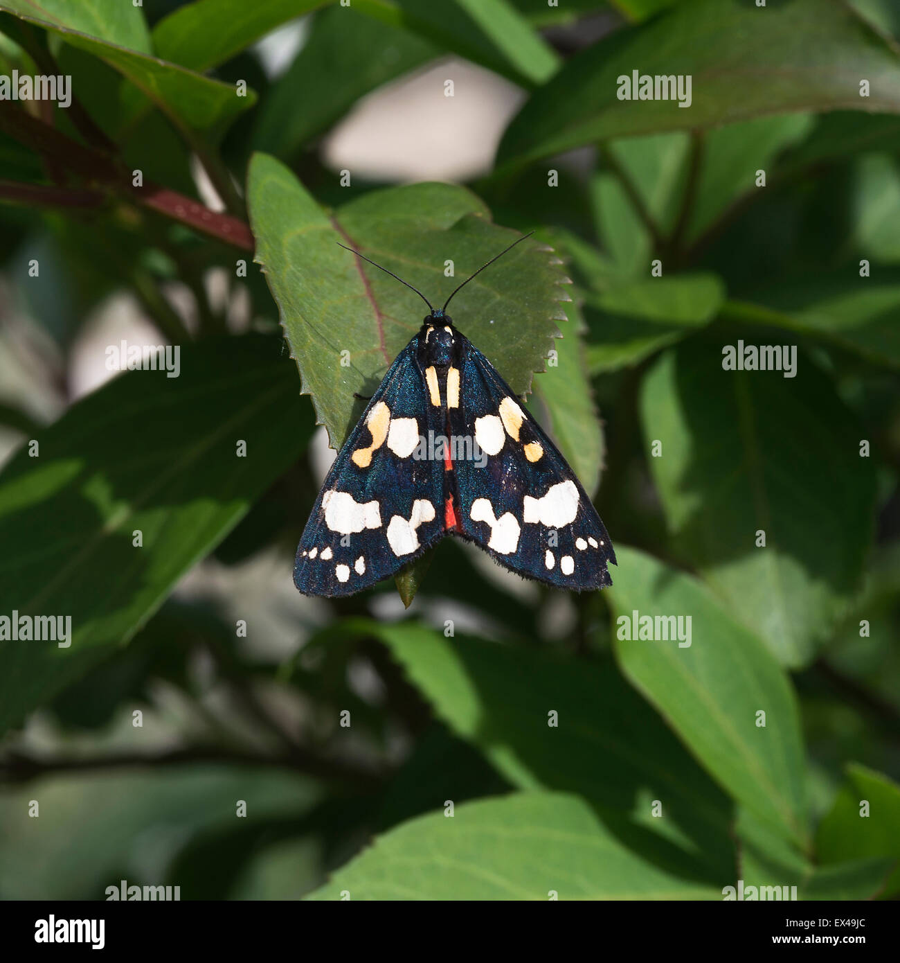 Scarlet tiger moth insect basking hi-res stock photography and images ...