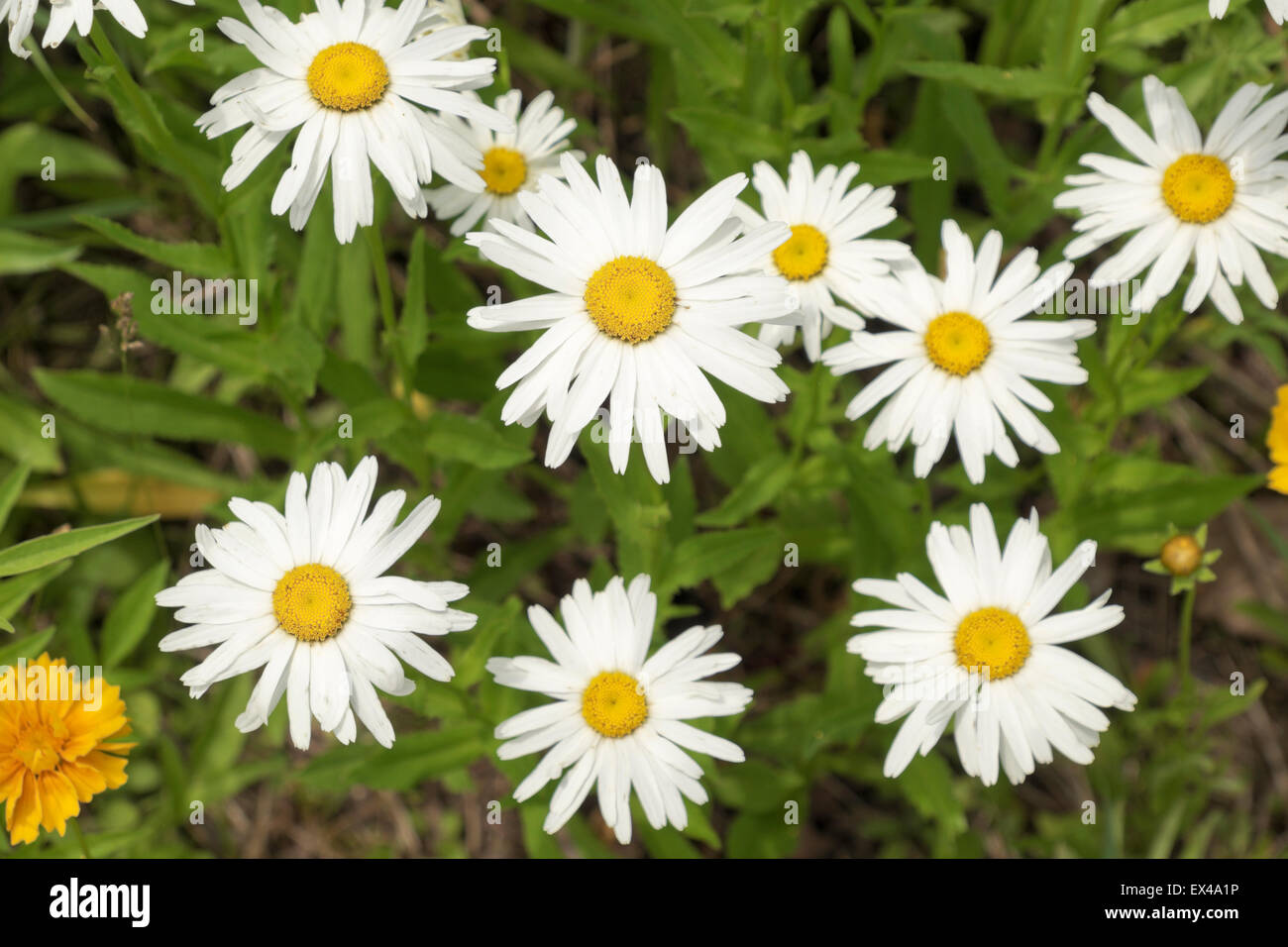 A group of Buckeye Daisies in a field near Montague, Michigan, USA ...