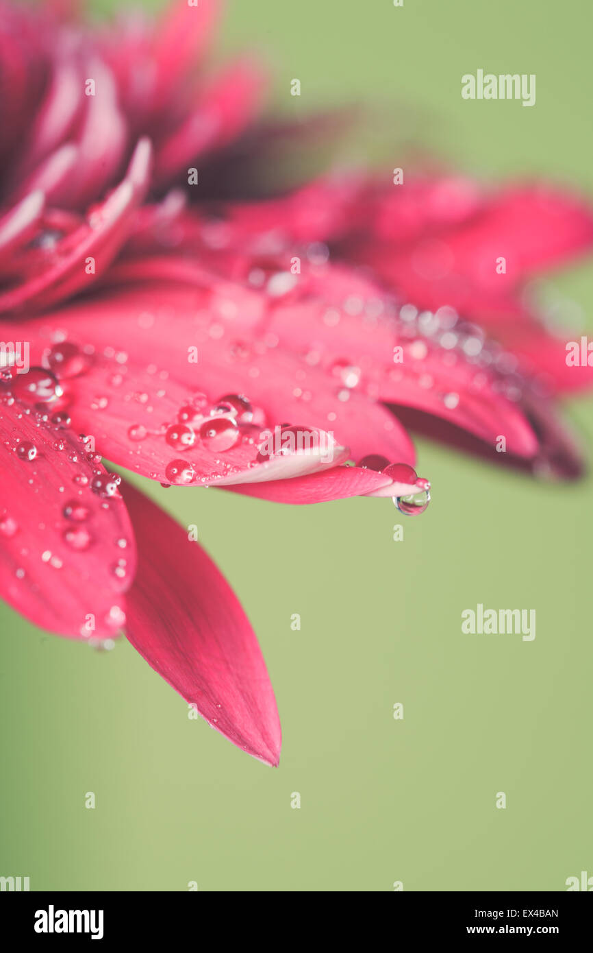 Water drop on flower Stock Photo - Alamy