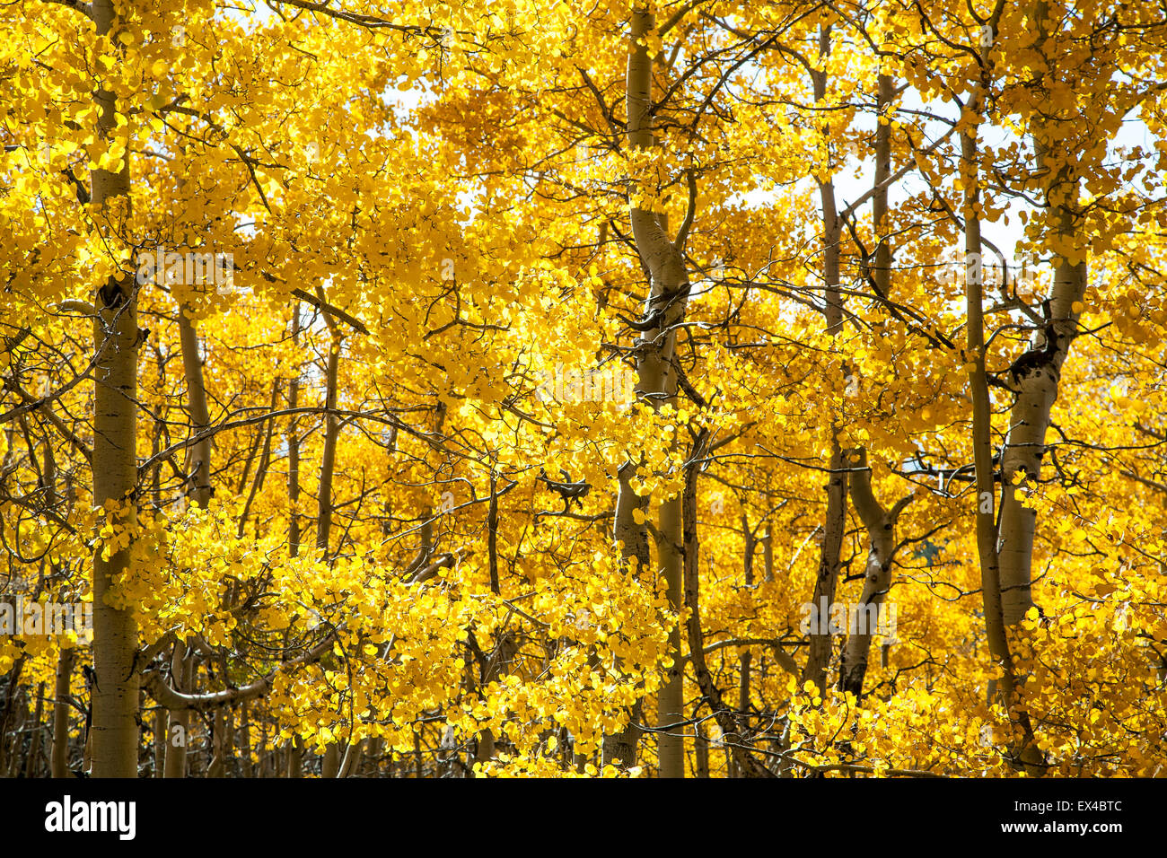 Aspen trees in fall colors, Santa Fe National Forest near Santa Fe, New ...