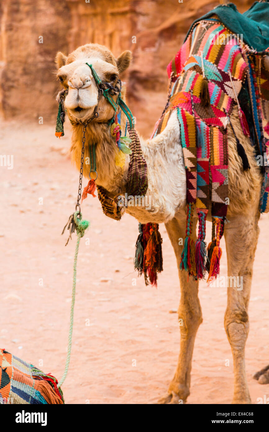 Camel saddle hi-res stock photography and images - Alamy