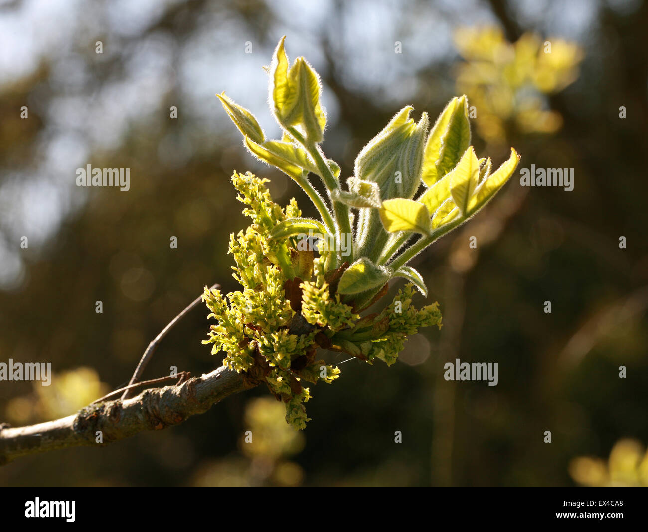 New Bud and Flowers of the Oregan Ash, Fraxinus latifolia, Oleaceae ...