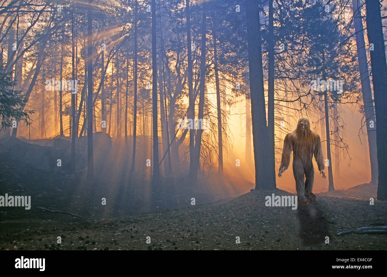 Sasquatch hi-res stock photography and images - Alamy