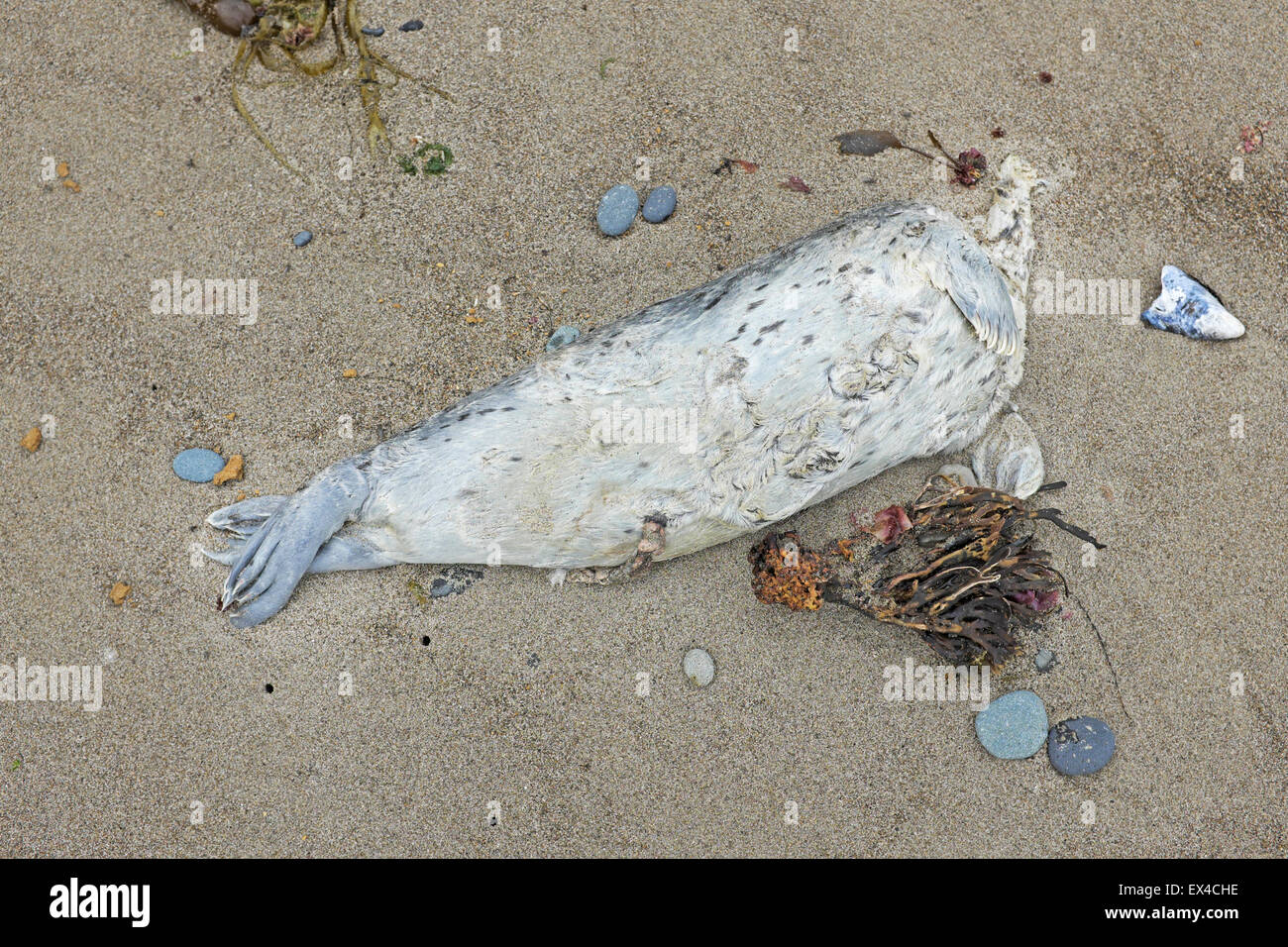 A dead seal pup lying on a beach along the Oregon Pacific coast Stock ...