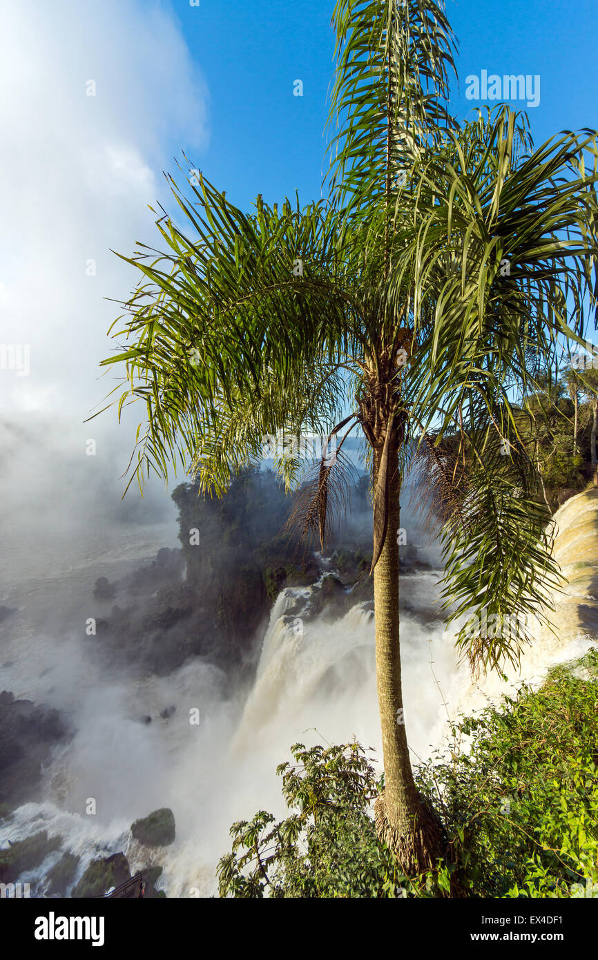 A palm tree with the Iguazu falls in South America Stock Photo - Alamy