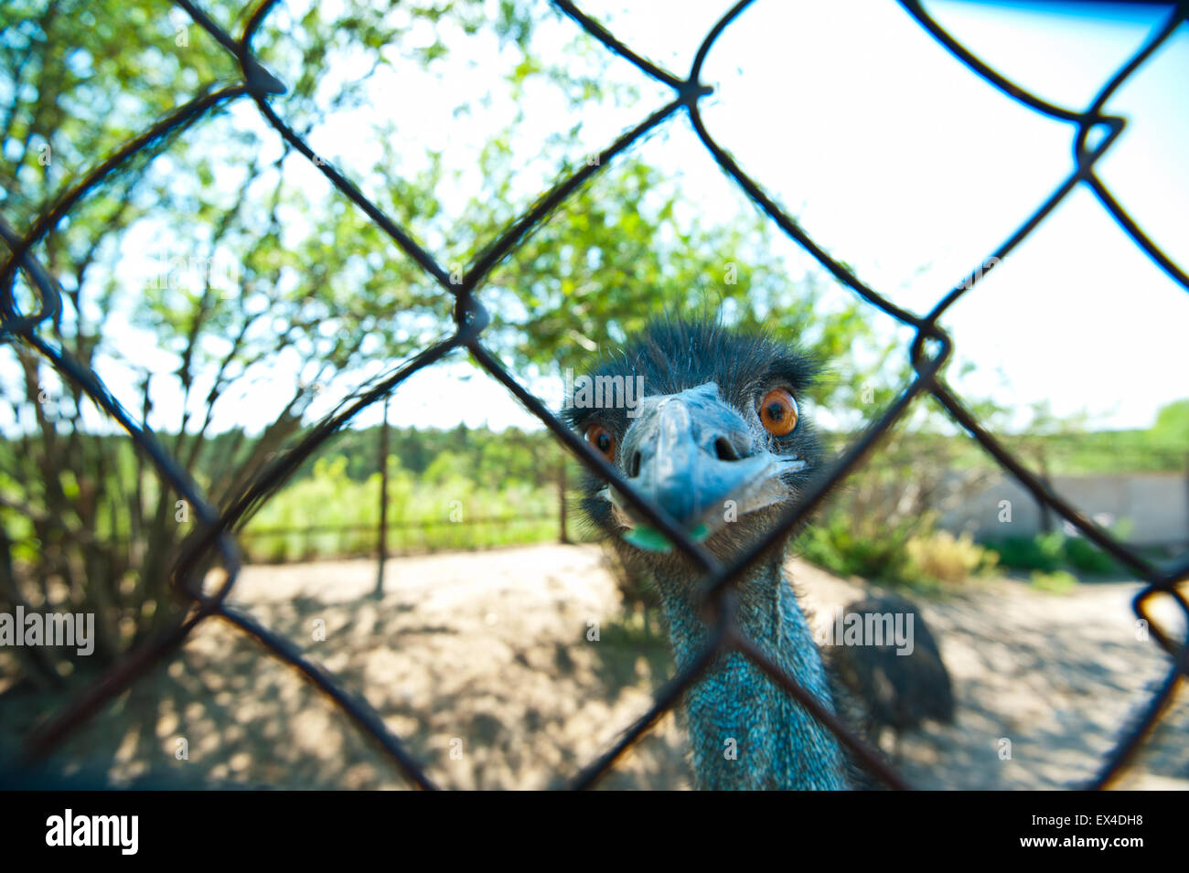 Curious ostrich expression hi-res stock photography and images - Alamy