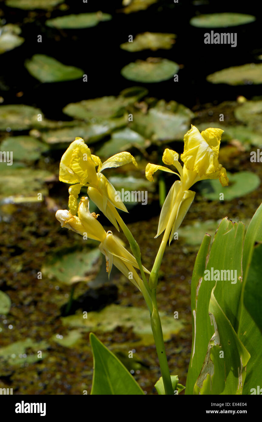 Latin iris hi-res stock photography and images - Alamy