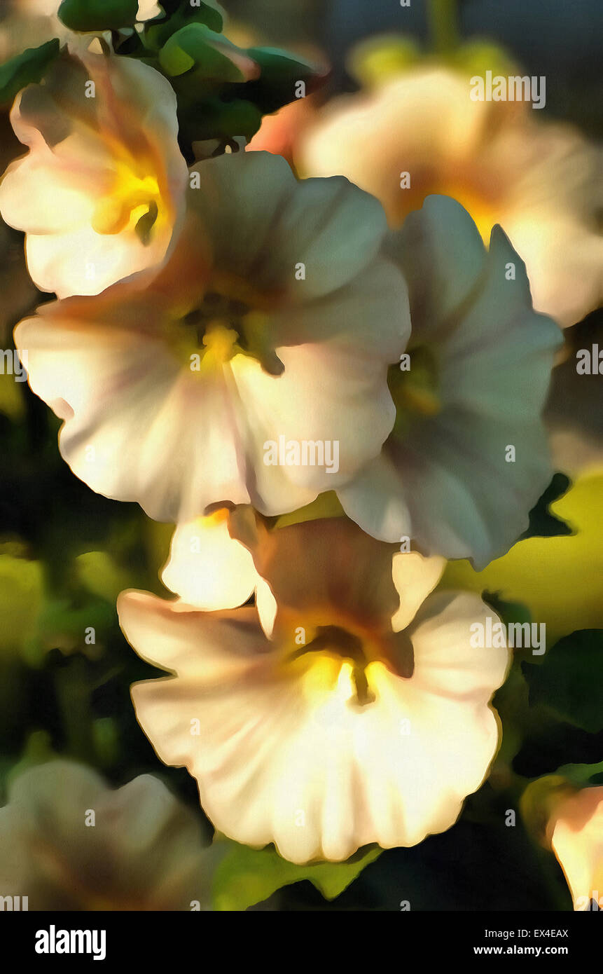 Malva, or Mallow (lat. Malva), illustrations flowers, bouquet, painting ...
