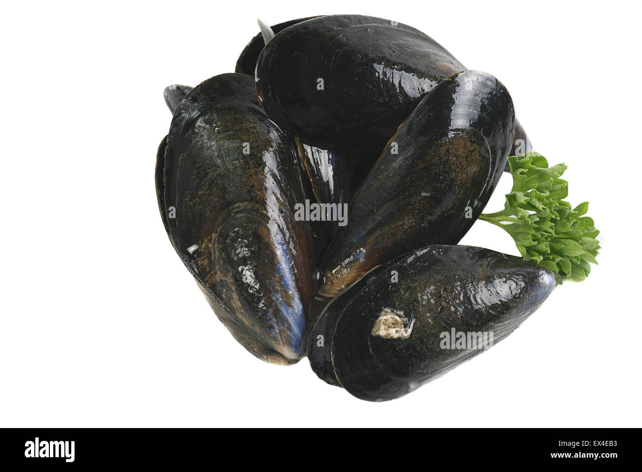 seafood mussels with parsley on a white background Stock Photo - Alamy