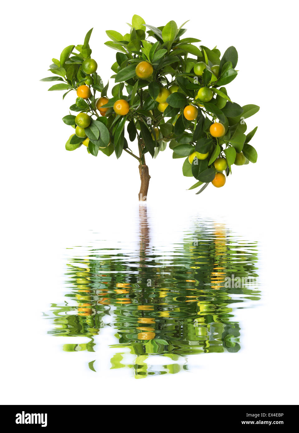 Small tangerines tree on white background Stock Photo - Alamy