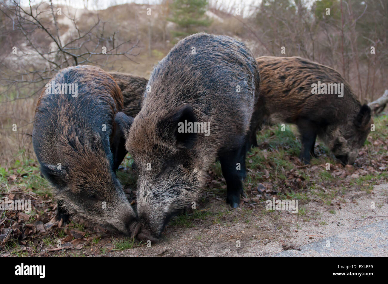 Wild pigs in the national park the Curonian Spit. Russian. Kaliningrad ...