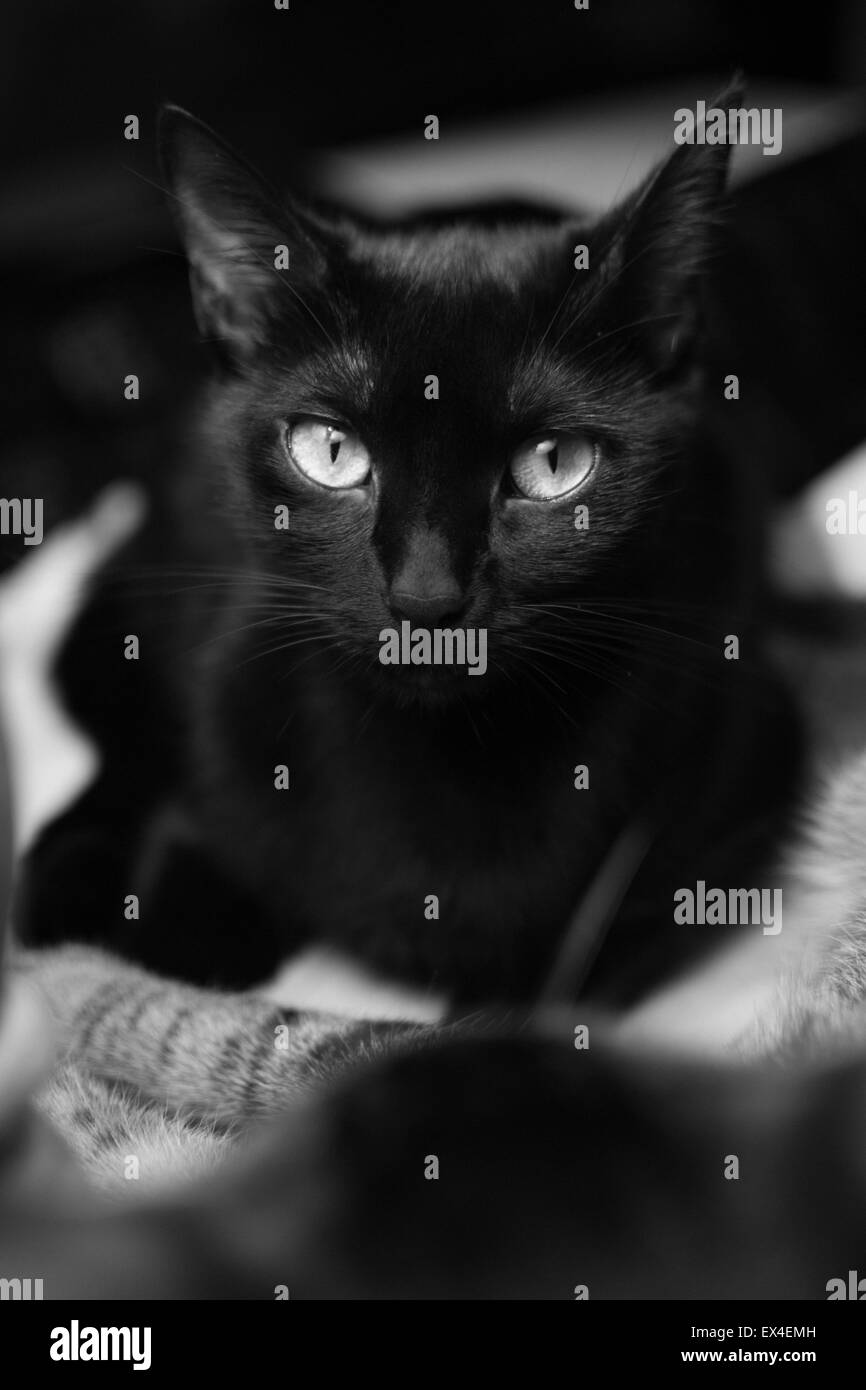 Greyscale cat hi-res stock photography and images - Alamy