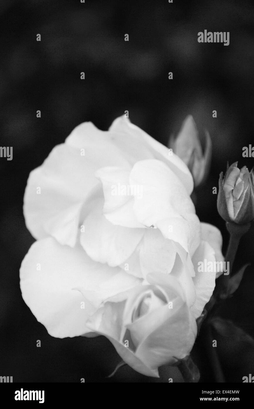 Black and white roses Stock Photo - Alamy