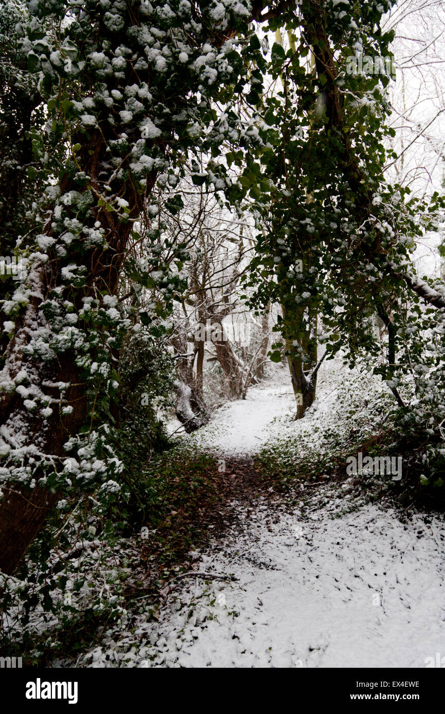 A snow covered track through woods Stock Photo - Alamy