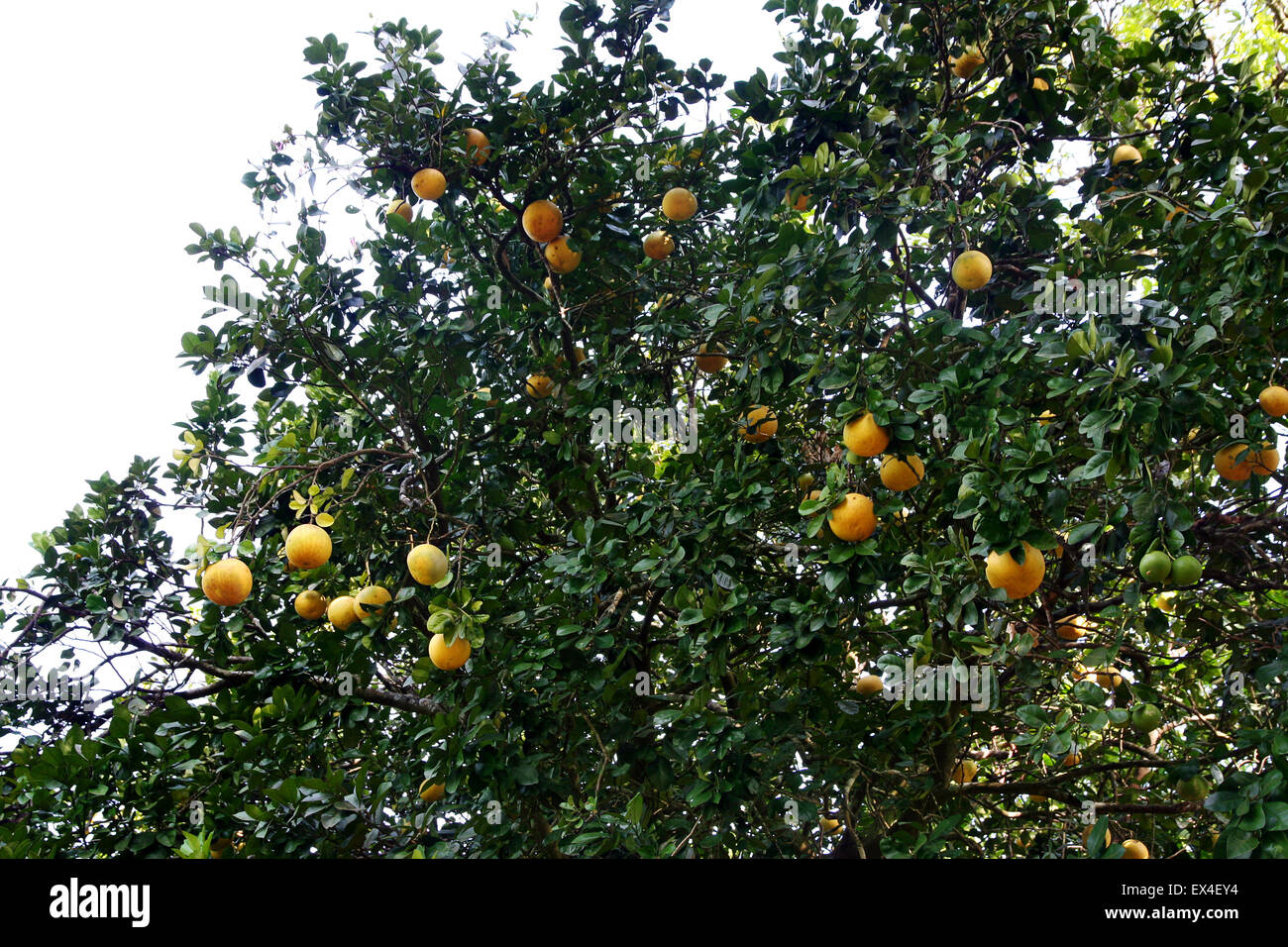 Orange on tree Stock Photo - Alamy