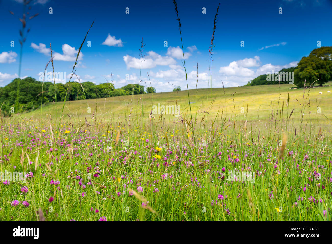 English Summer Meadow Stock Photo - Alamy