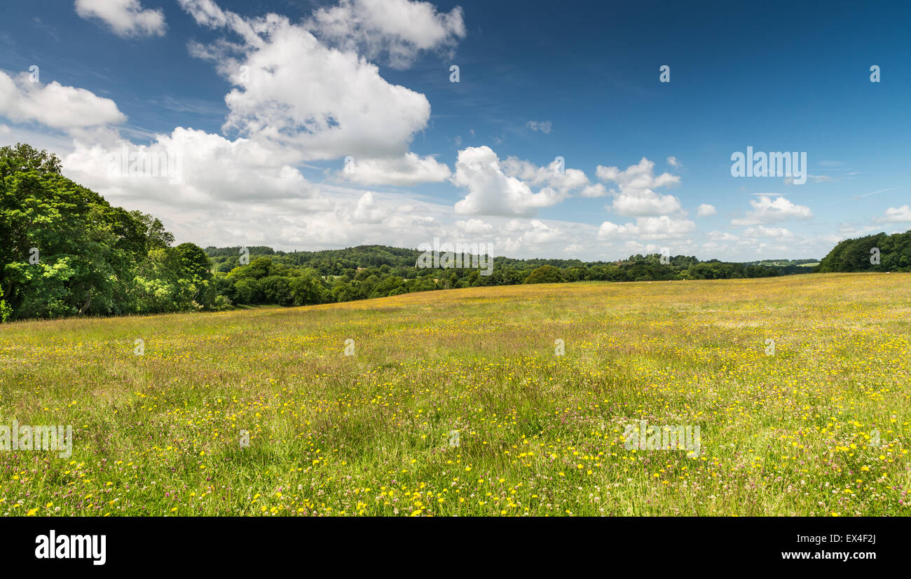 English Summer Meadow Stock Photo - Alamy