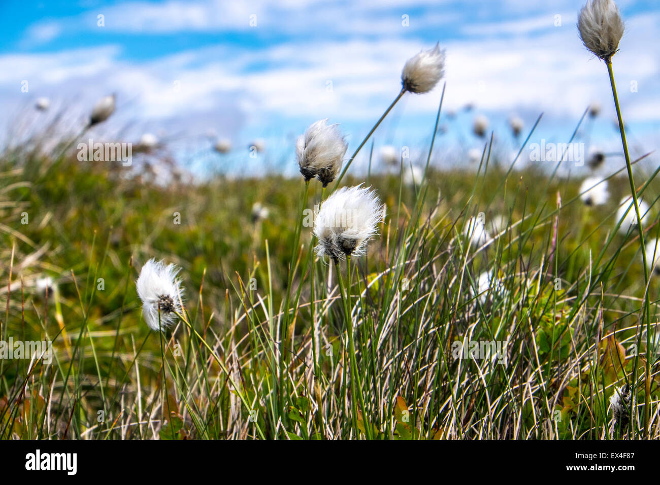 Cotton grass moorland hi-res stock photography and images - Alamy