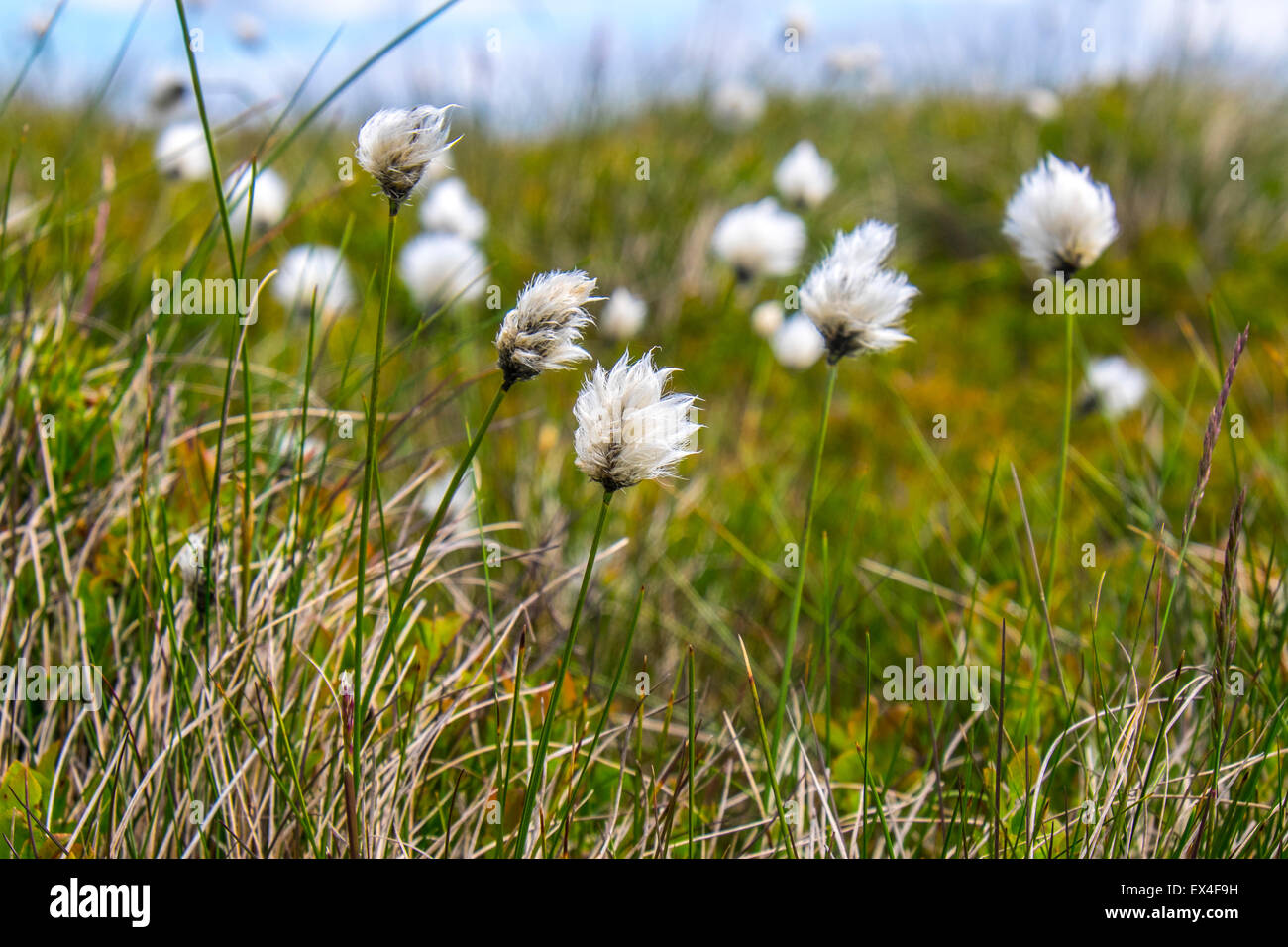 Wild cotton flowers grass hi-res stock photography and images - Alamy