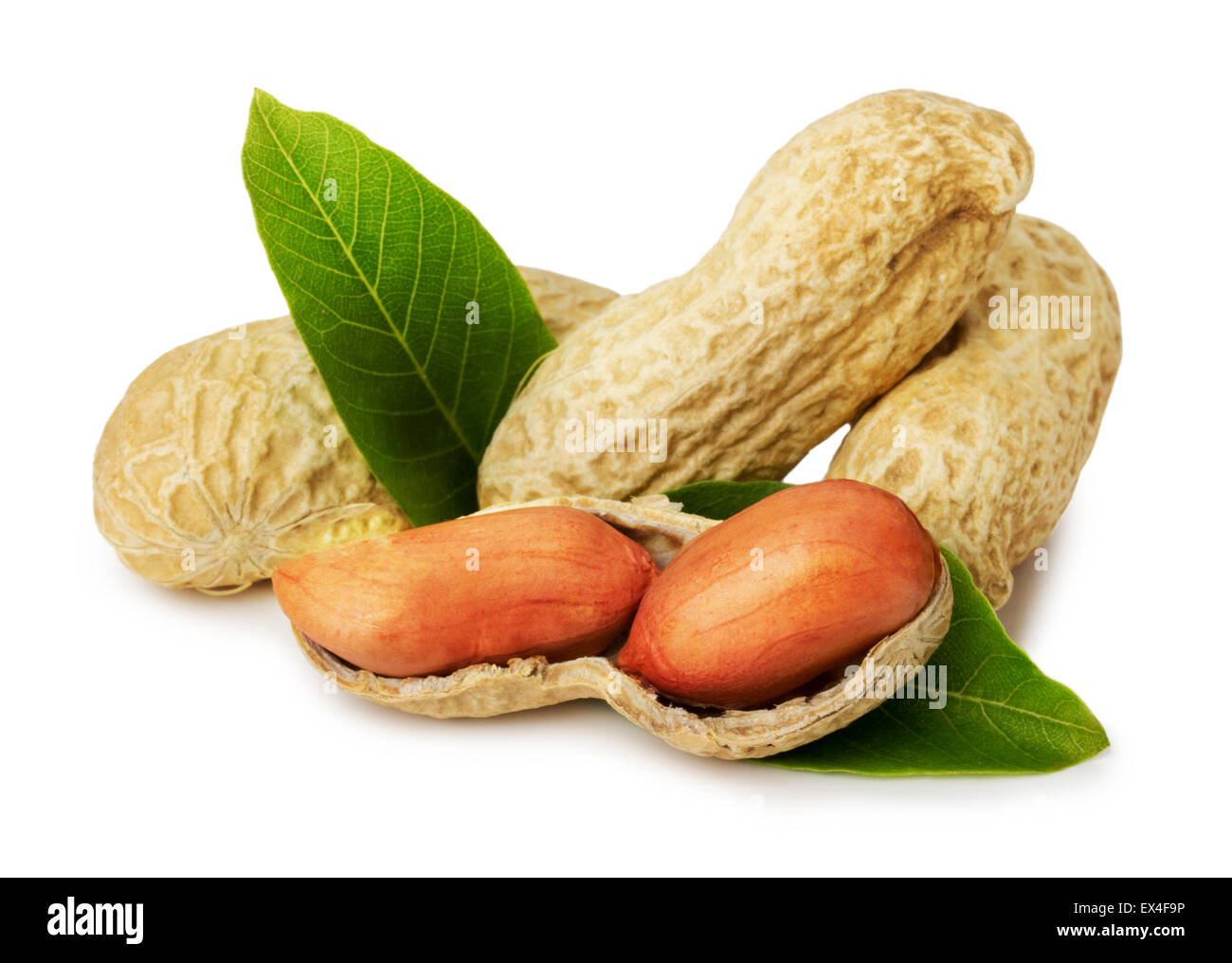 Hazelnut in shell hi-res stock photography and images - Alamy