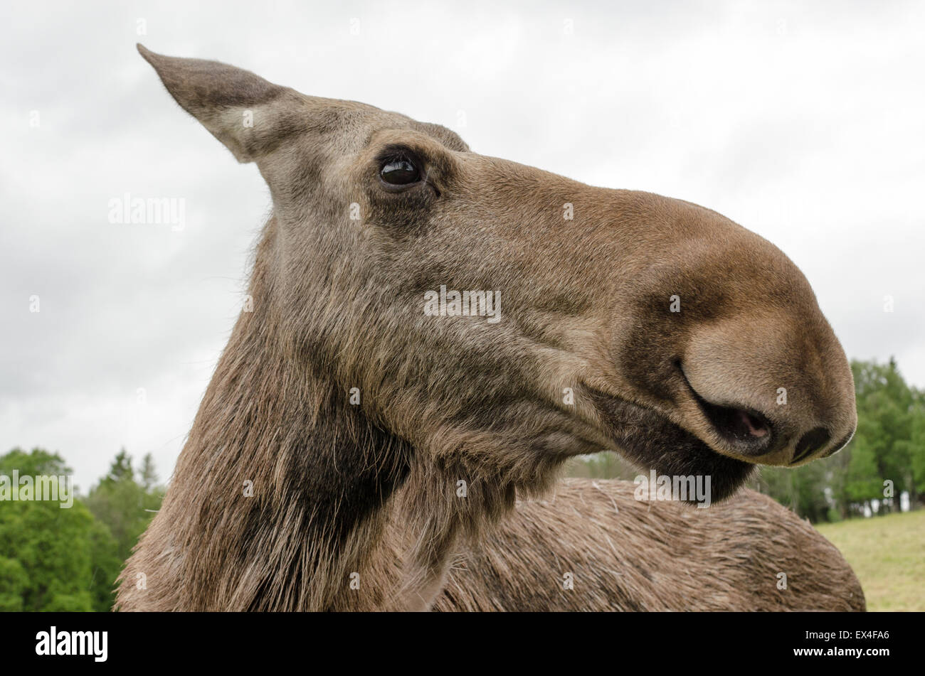 Profile shot of Swedish Elk cow Stock Photo - Alamy
