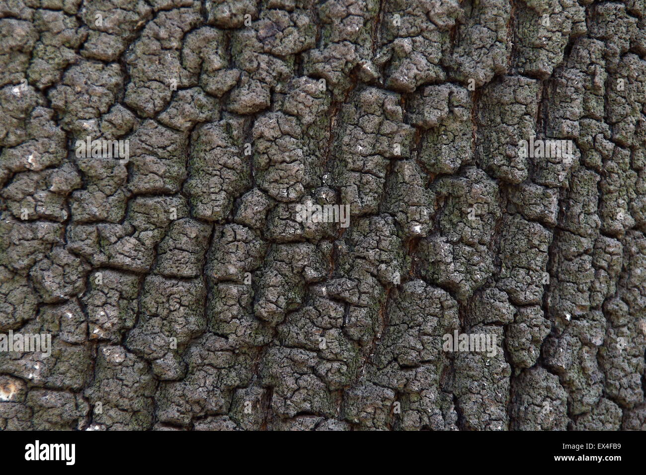 Old tree bark texture background Stock Photo - Alamy