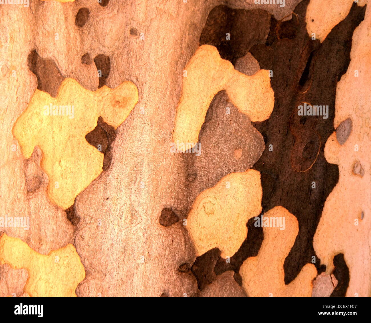 Various bark tree pattern background Stock Photo - Alamy