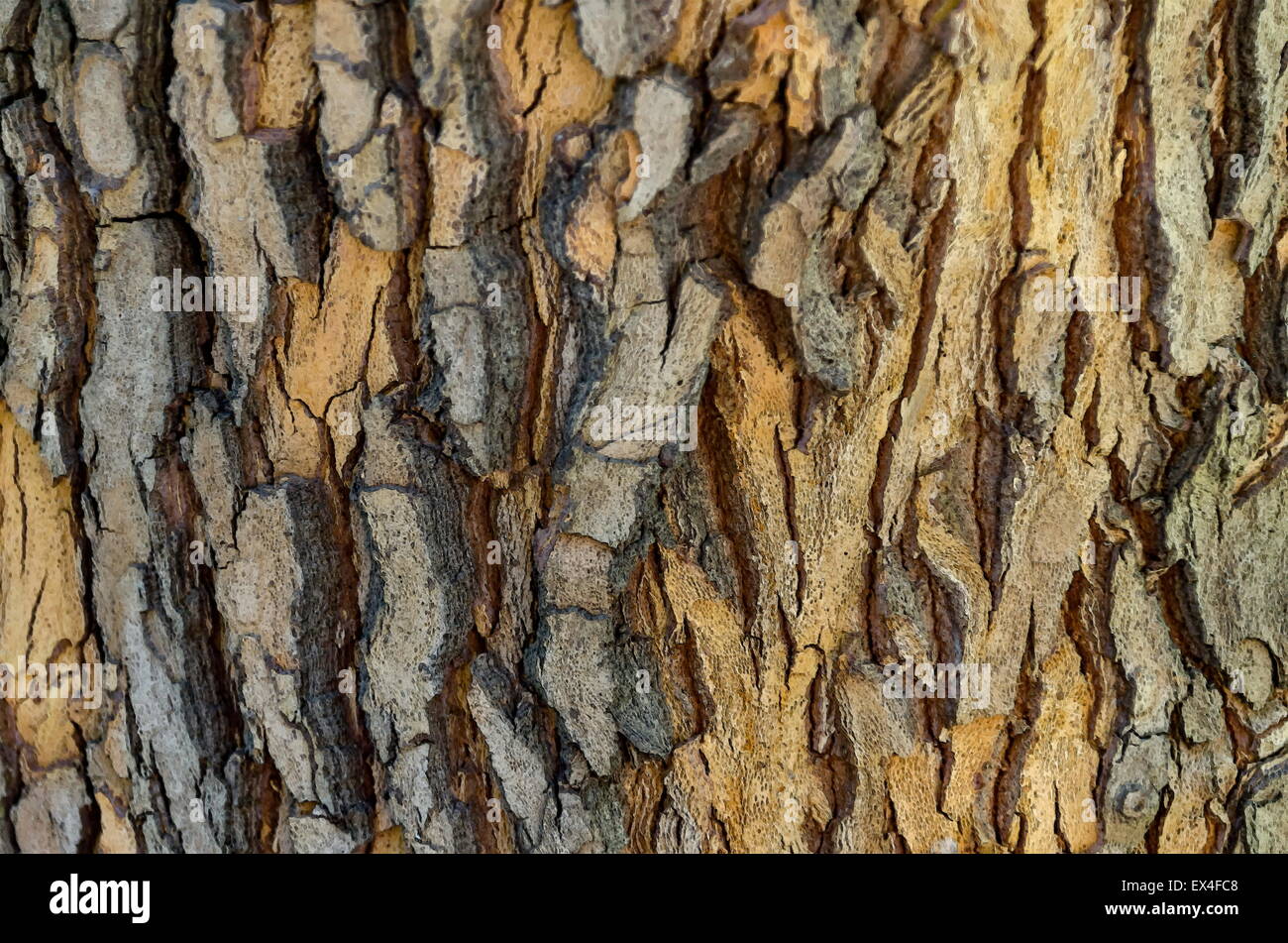 Various bark tree pattern background Stock Photo - Alamy