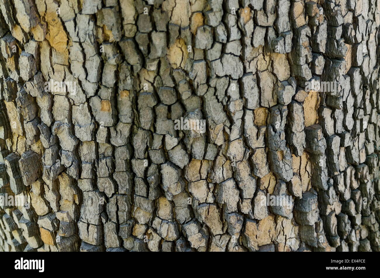 Various bark tree pattern background Stock Photo - Alamy